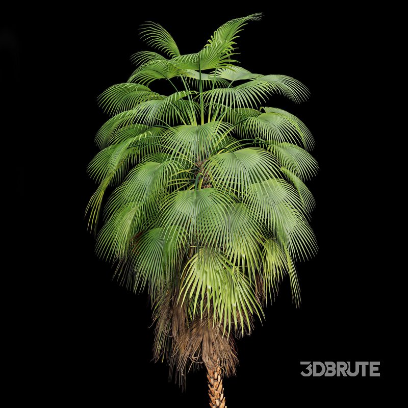 Mexican Fan Palm and Canary Island Date Palm and Sabal Palmetto Cabbage ...