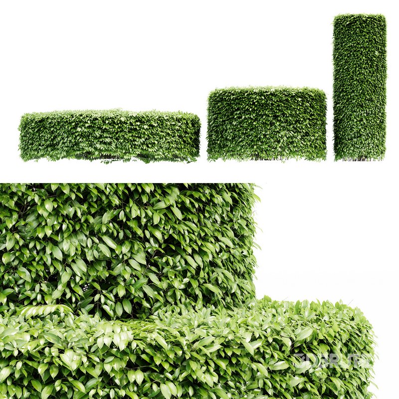 2 Dwarf Yaupon Holly Cylinder tree 3d model Buy Download 3dbrute