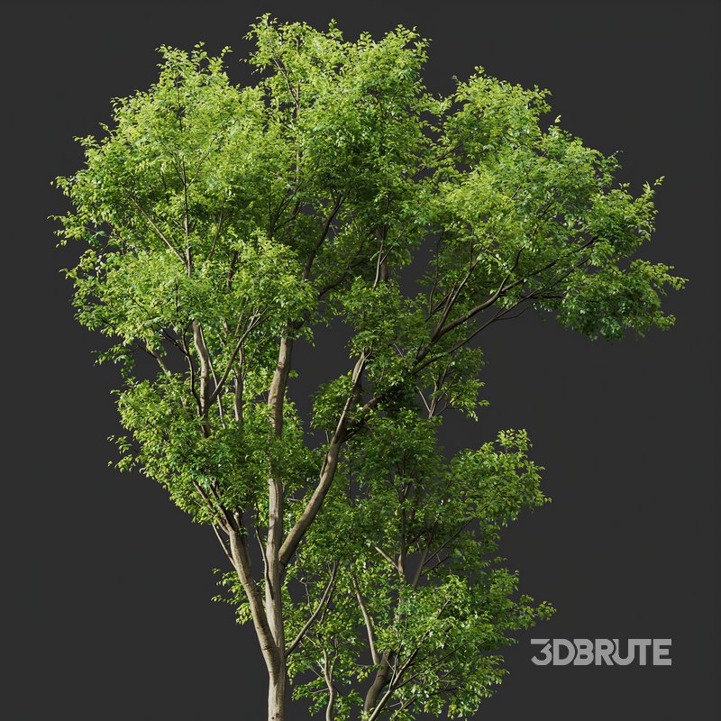 spring trees Acer Pseudoplatanus and Celtis Australis 3d model Buy ...