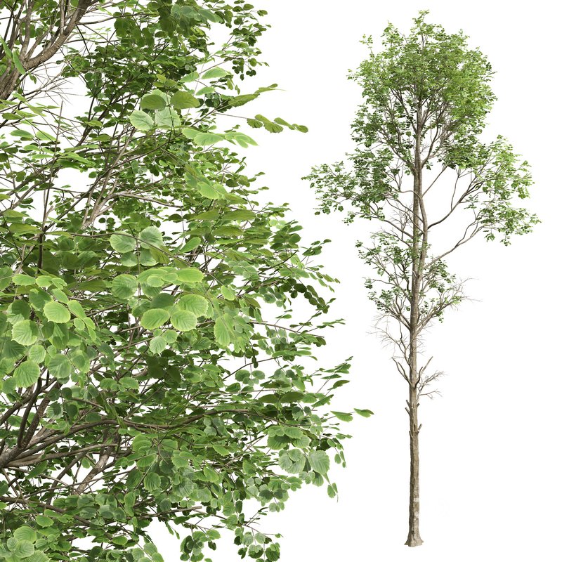 spring trees Fagus Sylvatica 3d model Buy Download 3dbrute
