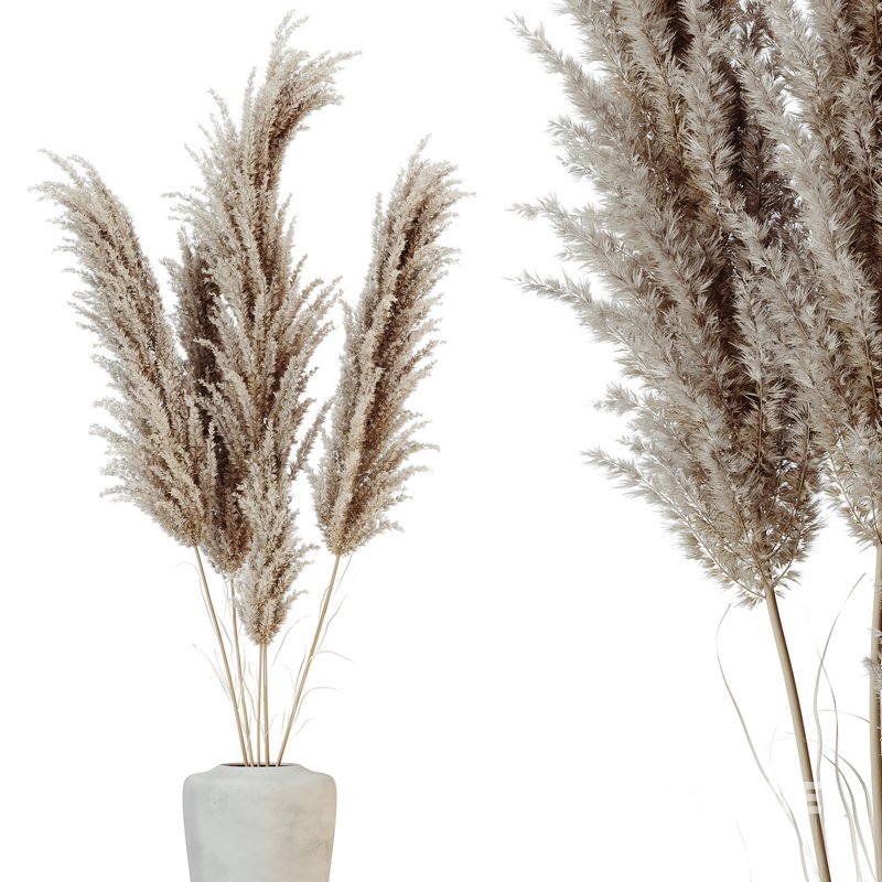HQ HousePlants Decorative Miscanthus Pampas Dried Branches Pampy 3d ...