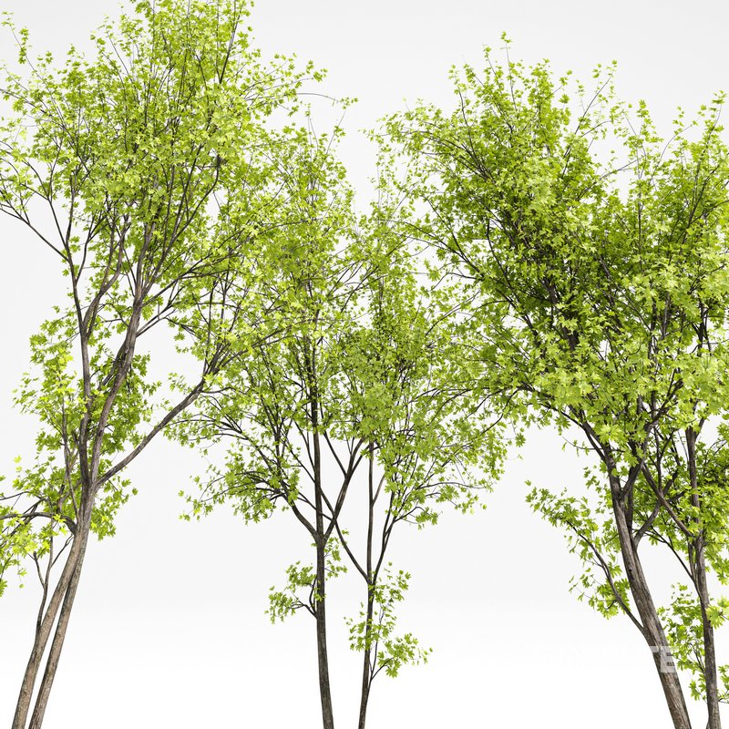 spring trees Acer Pseudoplatanus and Acer Saccharinum 3d model Buy ...