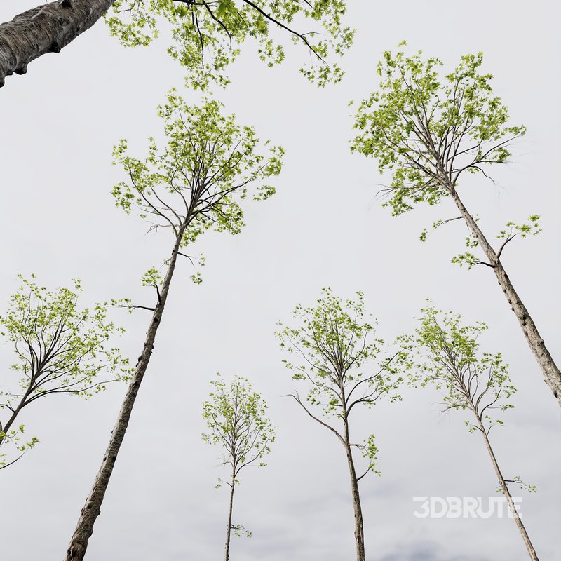 spring trees Acer Pseudoplatanus and Acer Saccharinum 3d model Buy ...
