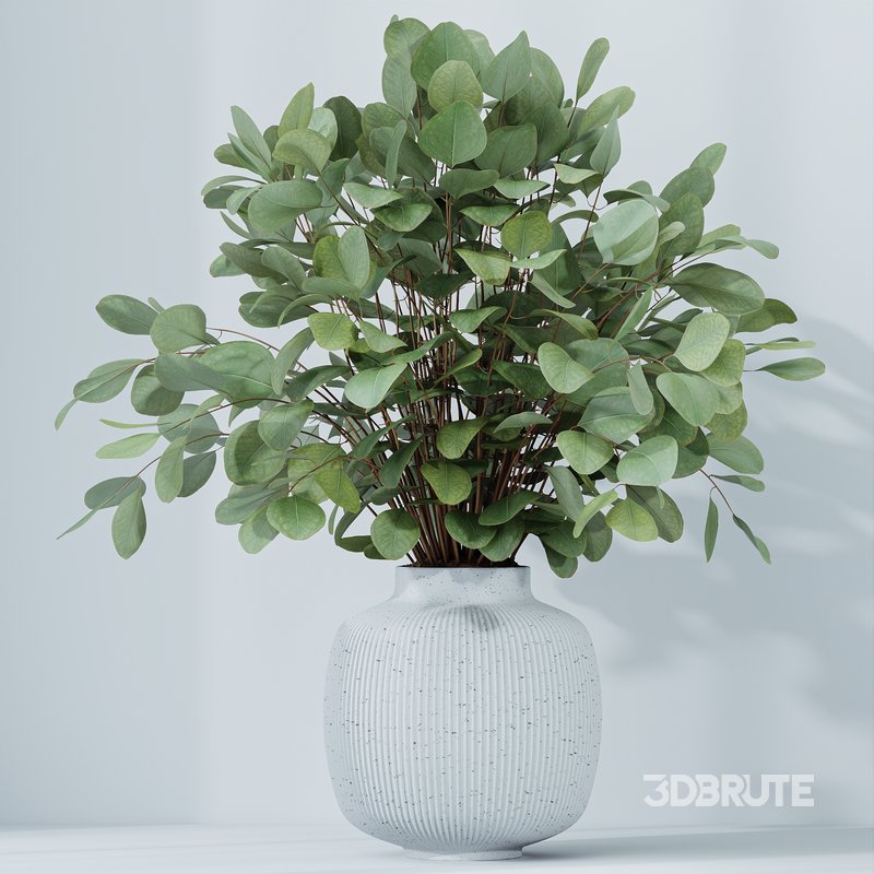 Indoor plants set 110 Eucalyptus Bouquet and Ficus Beliza 3d model Buy Download 3dbrute