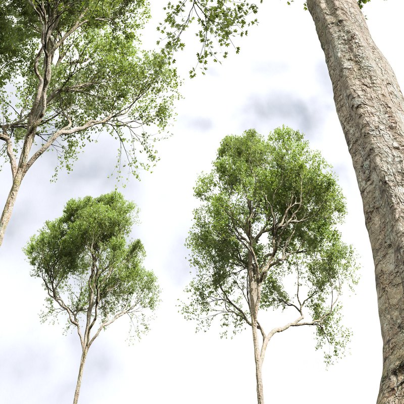 spring trees Acer Pseudoplatanus and Celtis Australis 3d model Buy ...