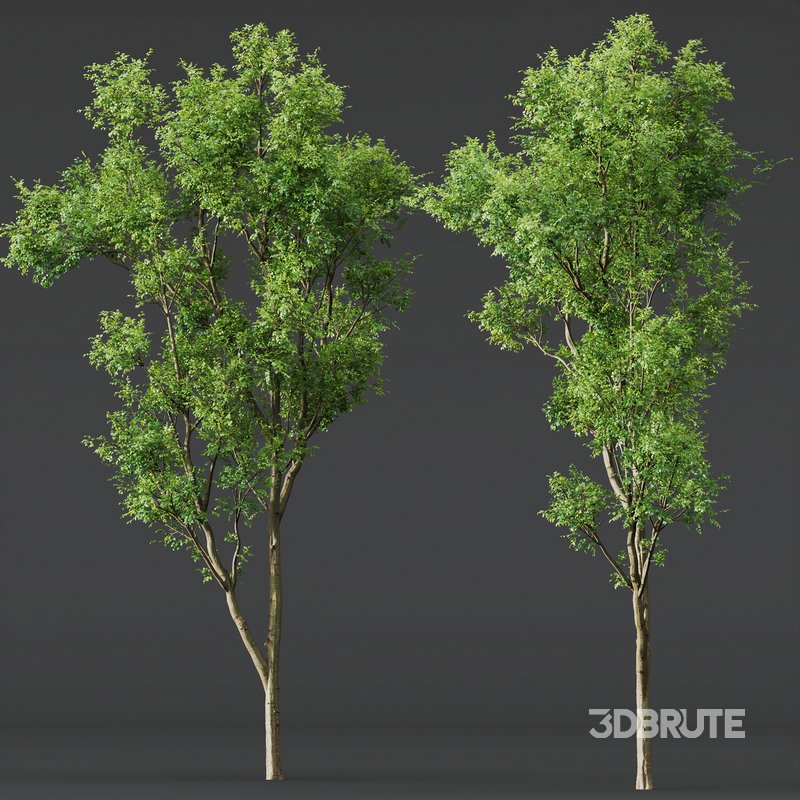spring trees Acer Pseudoplatanus and Celtis Australis 3d model Buy ...