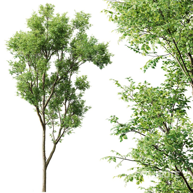 spring trees Acer Pseudoplatanus and Celtis Australis 3d model Buy ...