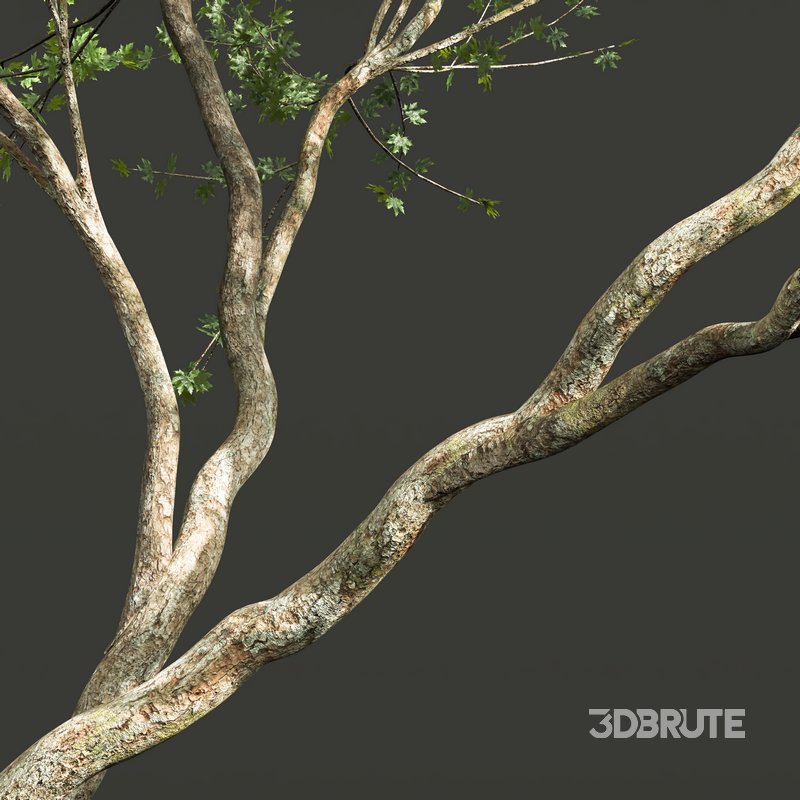 spring trees Acer Pseudoplatanus and Celtis Australis 3d model Buy ...
