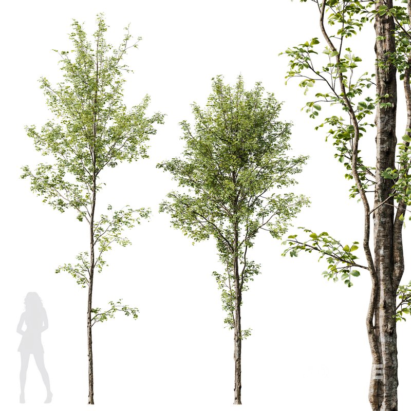 spring trees Acer Pseudoplatanus and Alnus Glutinosa 3d model Buy ...