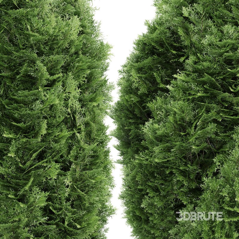 Rocky Mountain Juniper 4tree 3d model Buy Download 3dbrute