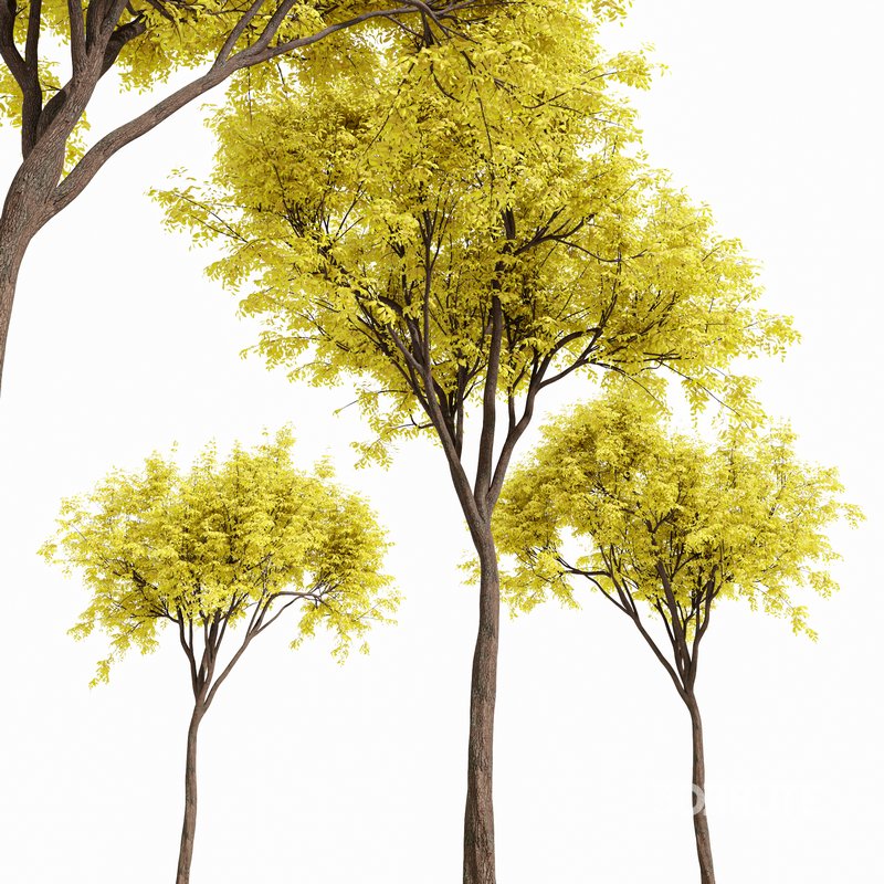 Real Tree Quercus Serrata Fall 3d model Buy Download 3dbrute