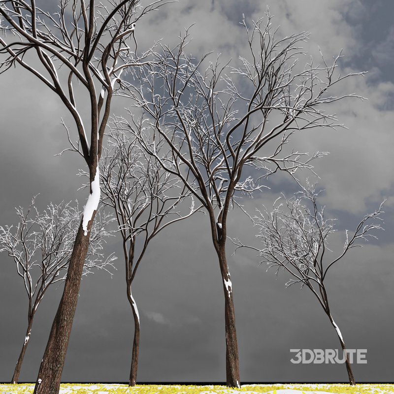 Real Tree Ulmus changii Winter 3d model Buy Download 3dbrute