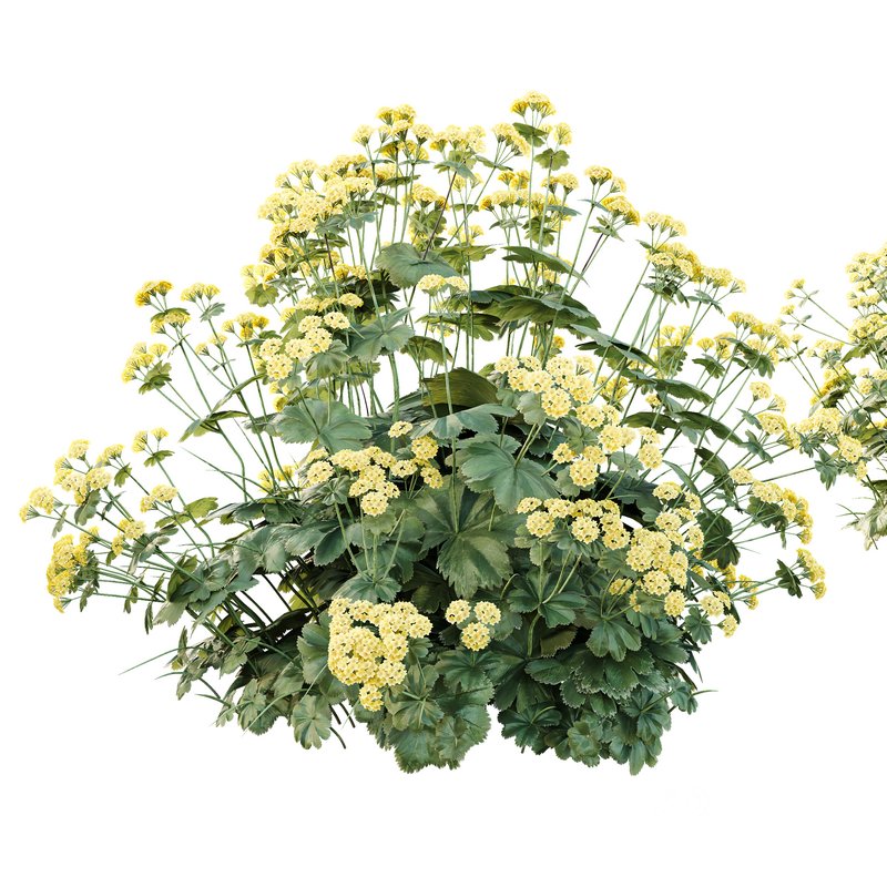 HQ Plants Alchemilla Mollis Vulgaris Flower Charming Lady Mantle 3d ...