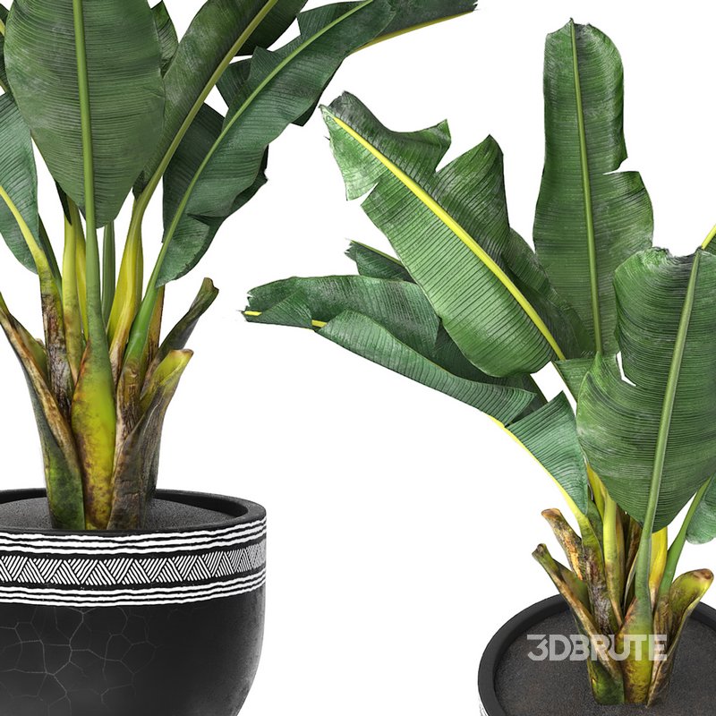 tropical indoor plant tree 3d model Buy Download 3dbrute