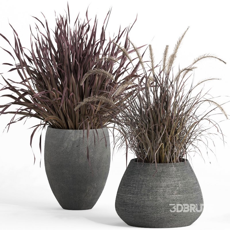 outdoor indoor plant007 Saabira charcoal 3d model Buy Download 3dbrute