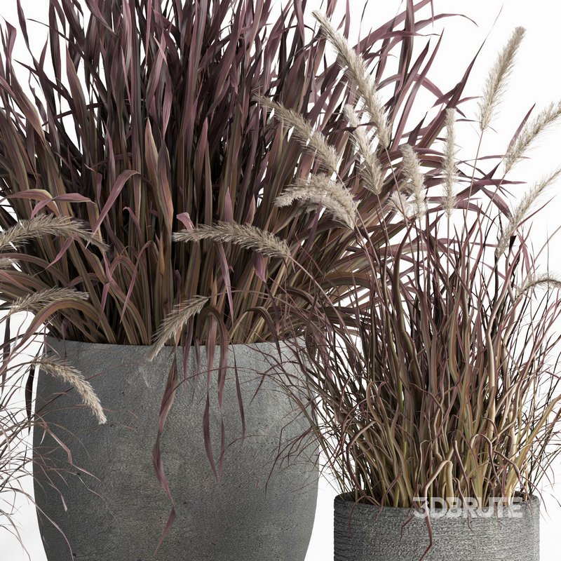 outdoor indoor plant007 Saabira charcoal 3d model Buy Download 3dbrute