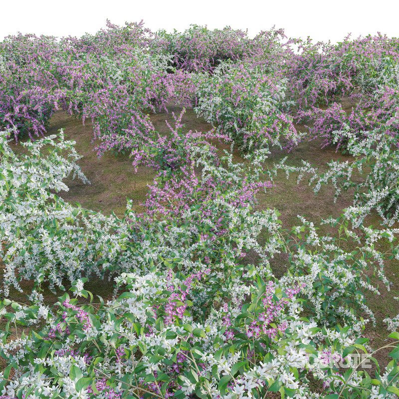 Deutzia Plants Japanese Snow Flower 3d model Buy Download 3dbrute