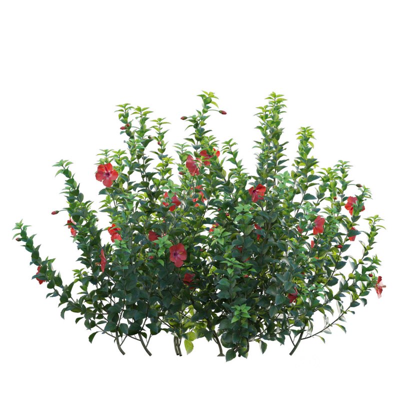 HQ Plants Hibiscus Rosa Sinensis Red Chinese 3d model Buy Download 3dbrute
