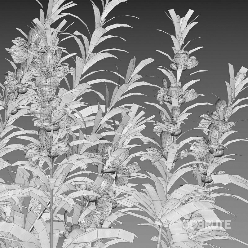 Rosmarinus officinalis - Rosemary 3d model Buy Download 3dbrute