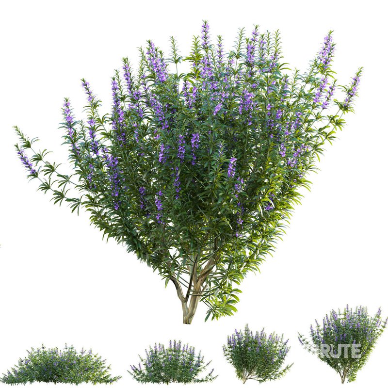 Rosmarinus officinalis - Rosemary 3d model Buy Download 3dbrute