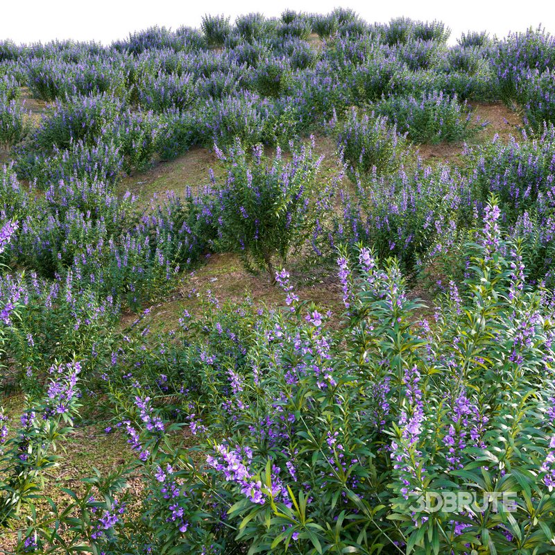 Rosmarinus officinalis - Rosemary 3d model Buy Download 3dbrute