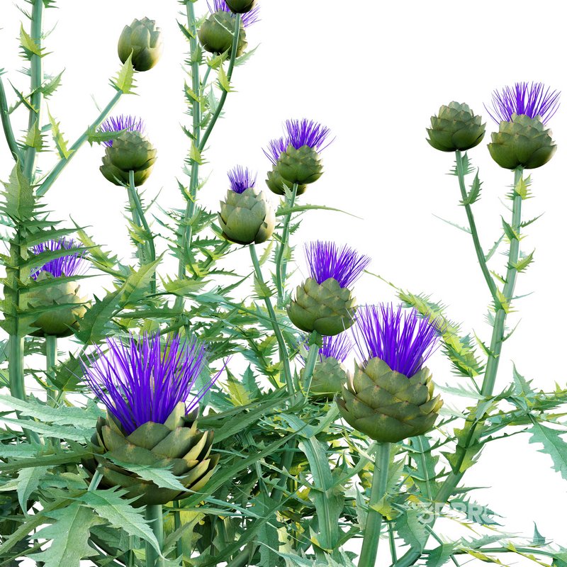 Cynara cardunculus - Artichoke - Cardoon 3d model 3dbrute