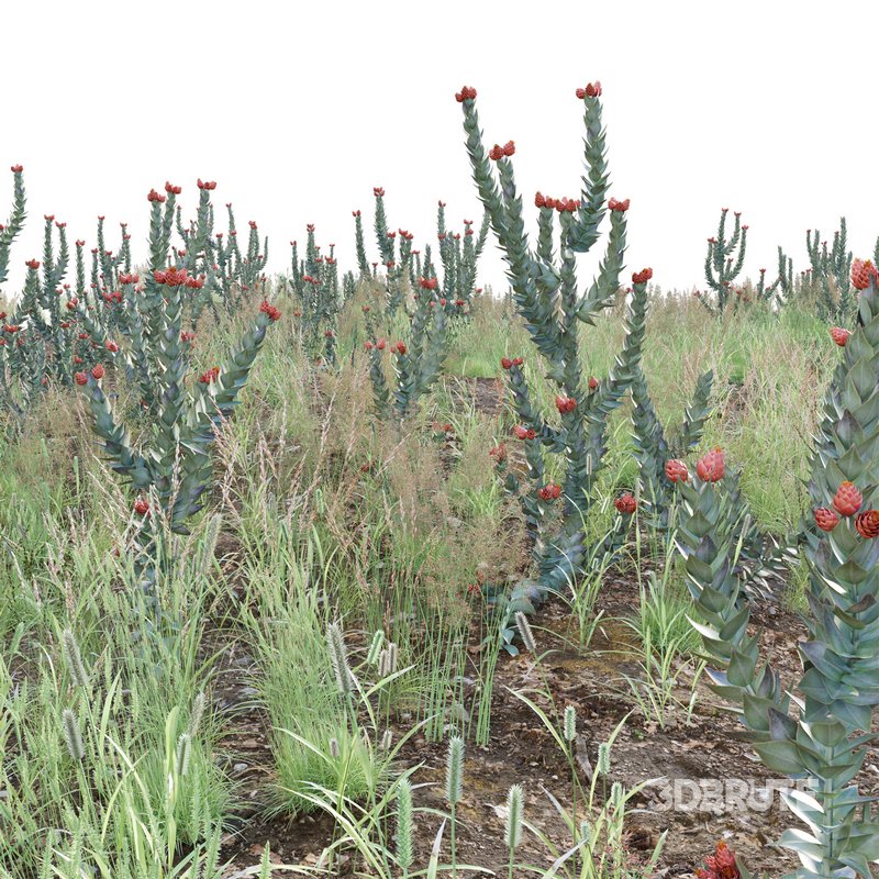 Syncarpha eximia - Strawberry Sewejaartjie - Strawberry Everlasting 3d ...