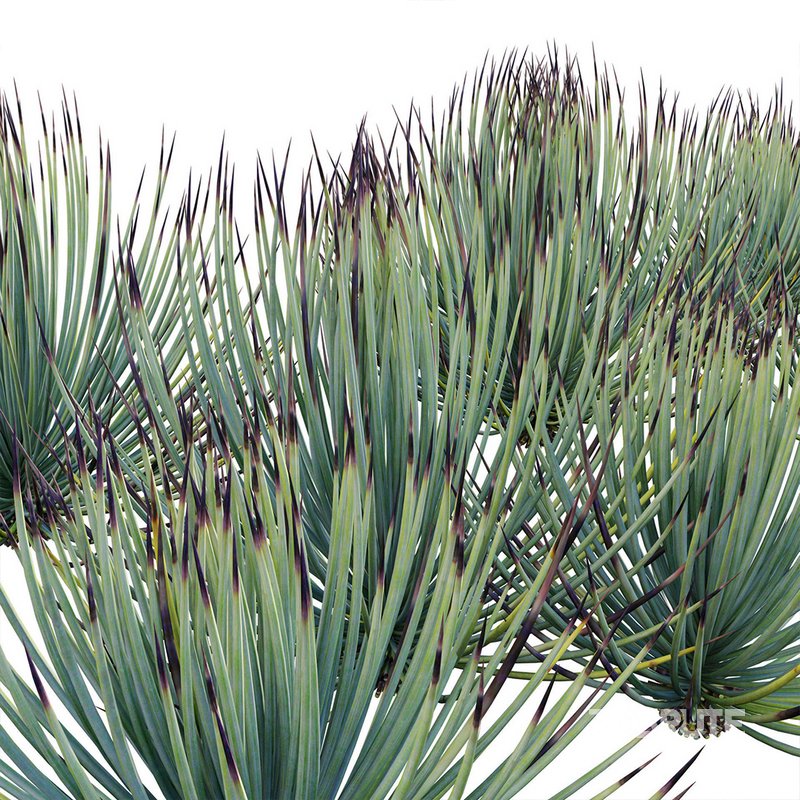 Agave striata - Narrow Leaf Century Plant 3d model 3dbrute