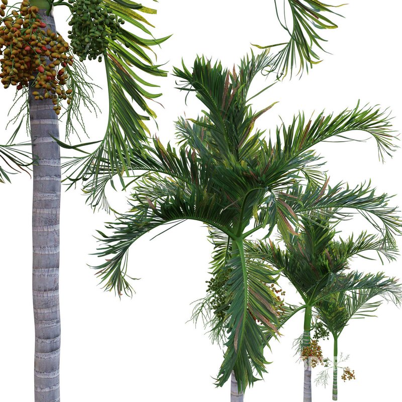 Areca catechu - Betel Nut Palm - Pinang Sirih 3d model 3dbrute