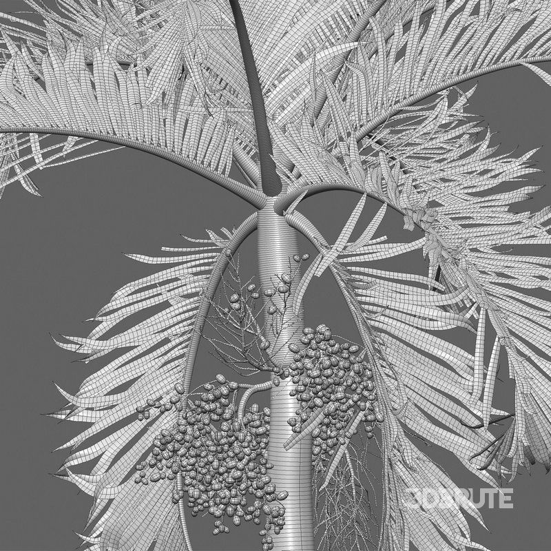 Areca catechu - Betel Nut Palm - Pinang Sirih 3d model 3dbrute