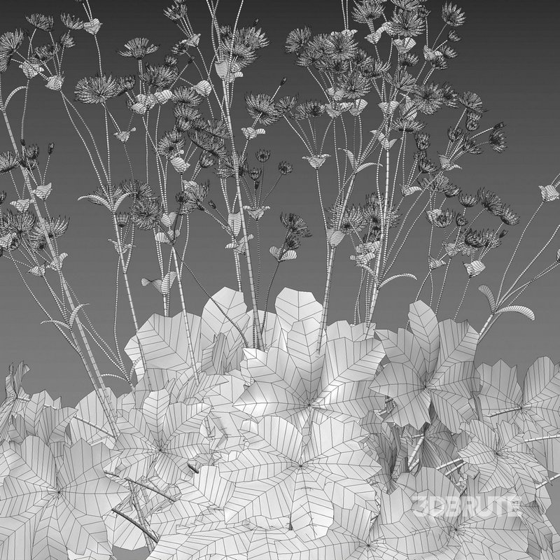 Astrantia major Great Masterwort 3d model 3dbrute
