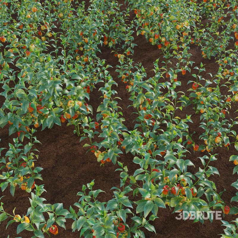 Capsicum annuum - Bell pepper 3d model Buy Download 3dbrute