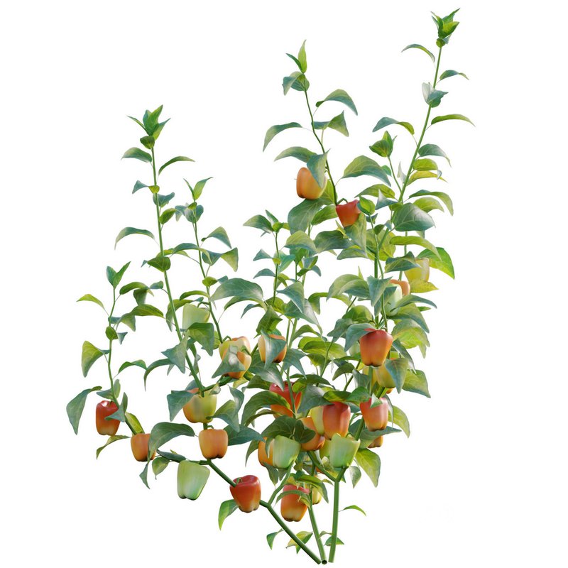 Capsicum annuum - Bell pepper 3d model Buy Download 3dbrute