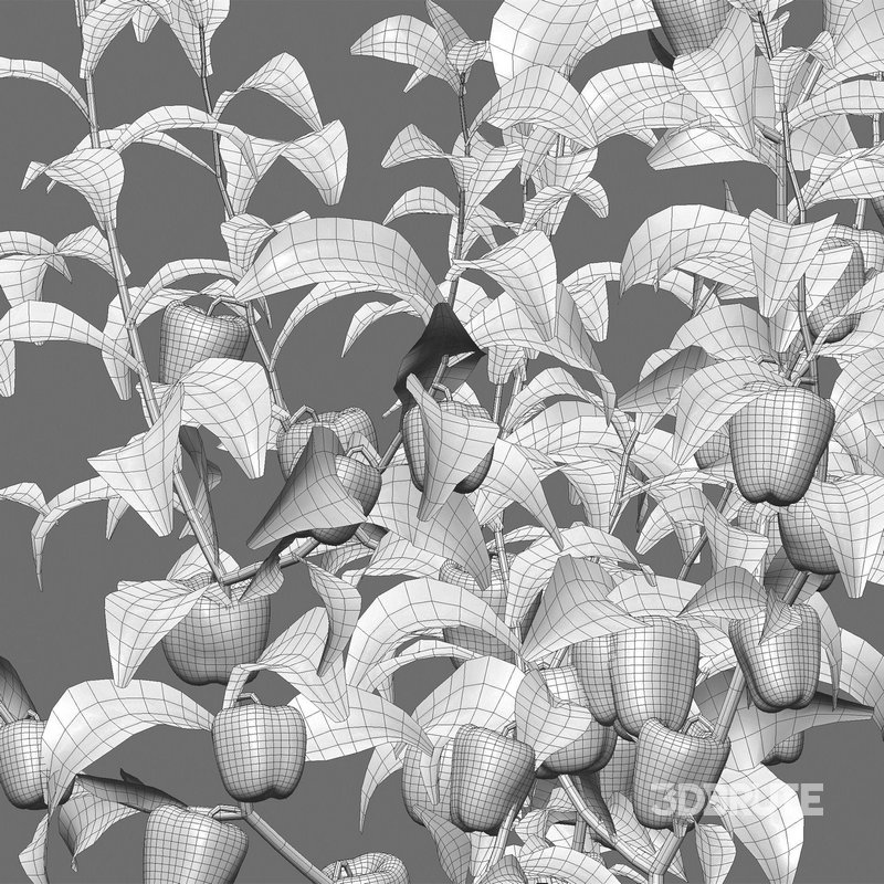 Capsicum annuum - Bell pepper 3d model Buy Download 3dbrute