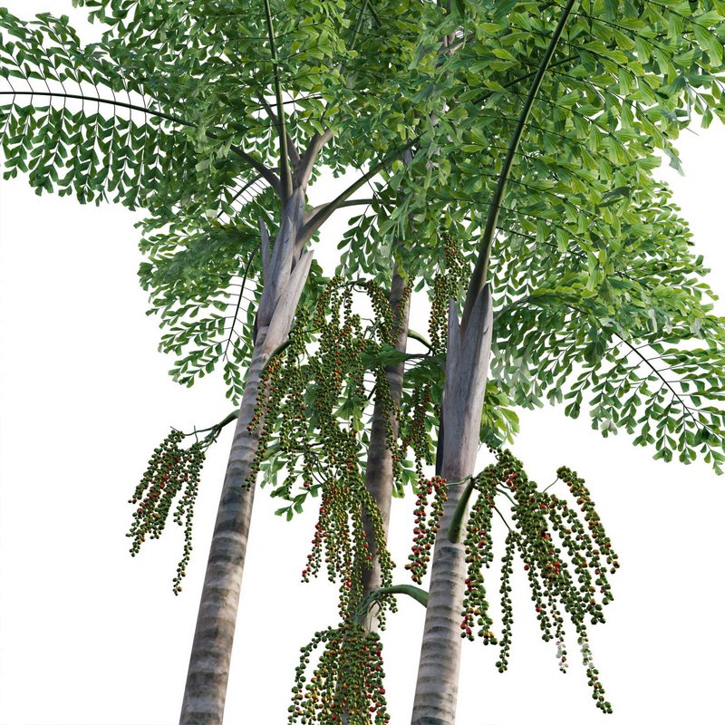 Caryota mitis - Fishtail Palm - Tukas 3d model 3dbrute
