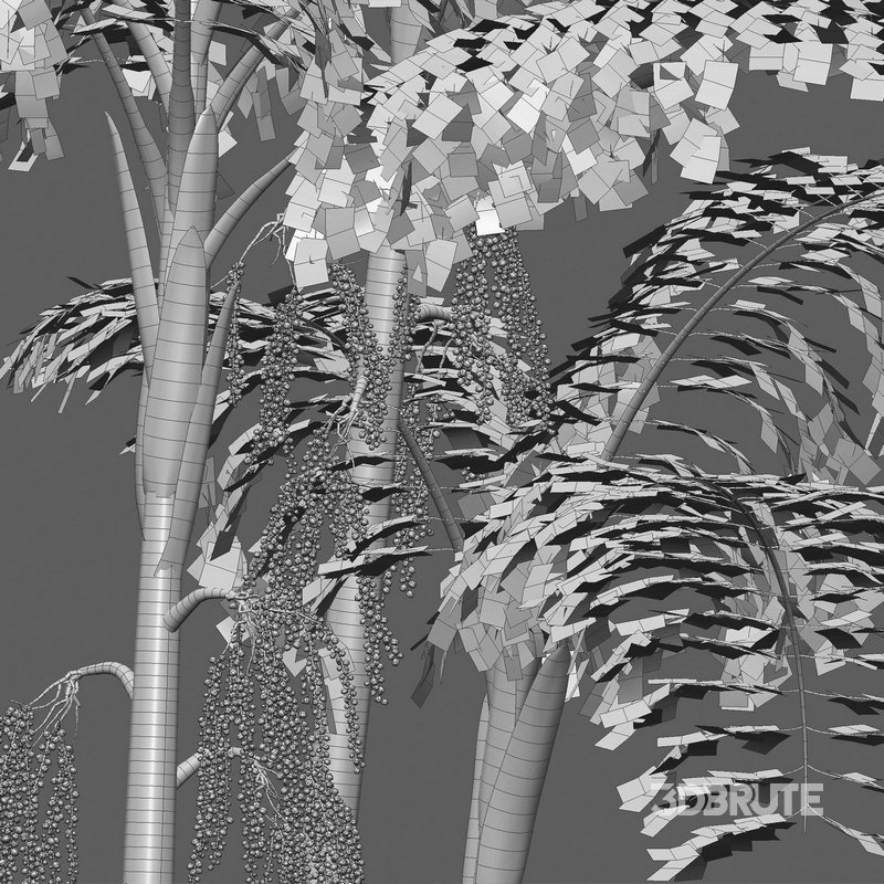 Caryota mitis - Fishtail Palm - Tukas 3d model 3dbrute