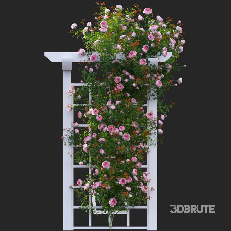 Climbing Rose - 3dbrute : 3dmodel furniture and decor