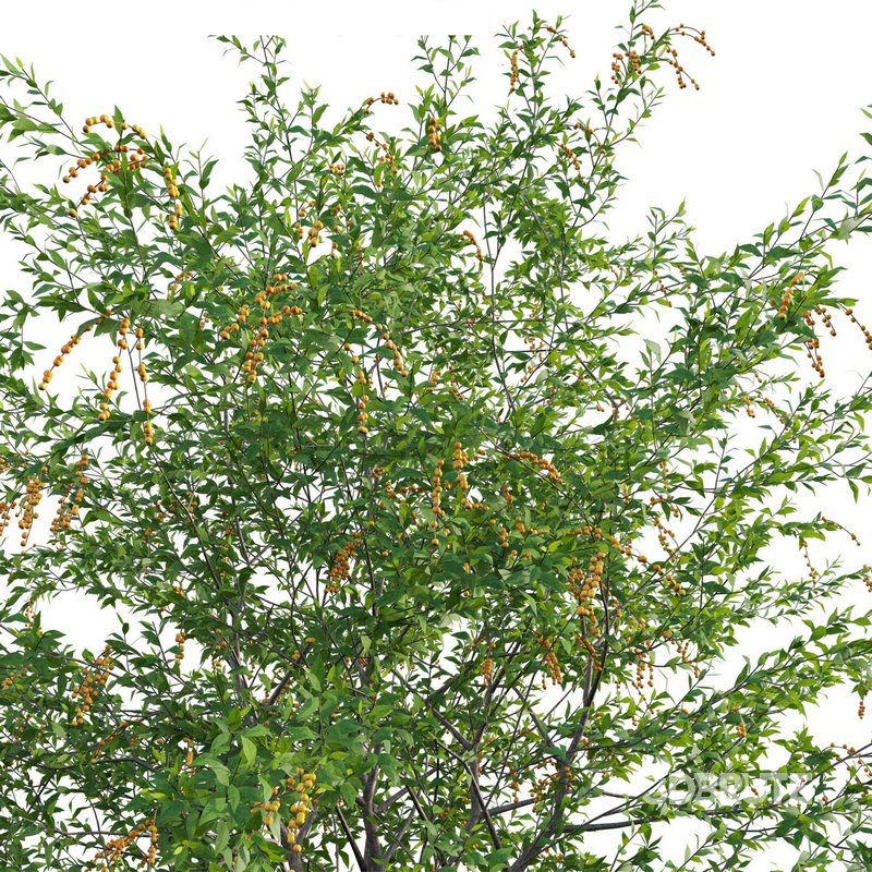 Duranta erecta - Pigeon Berry - Skyflower 02 3d model 3dbrute
