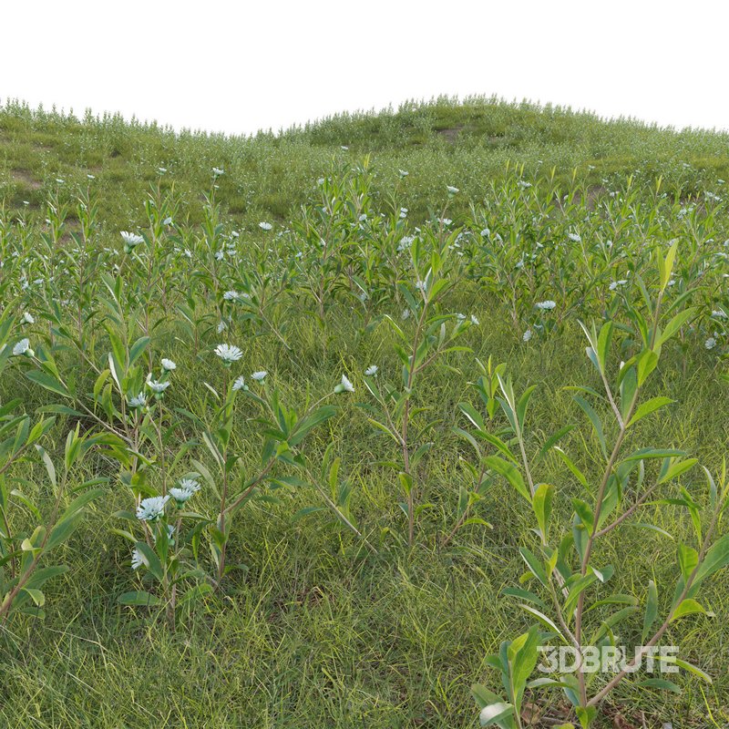 Eclipta prostrata - False daisy 3d model 3dbrute