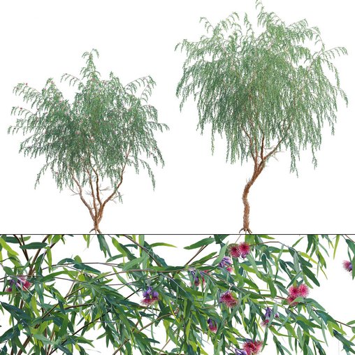 Eucalyptus Caesia Silver Princess - Gum Tree 02 3d model 3dbrute