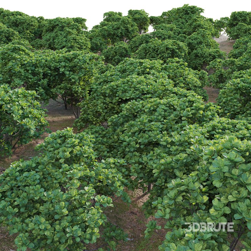Plant Indoor Fiddle Leaf Fig03 3d model Buy Download 3dbrute