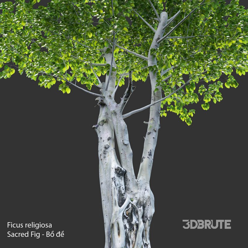 Ficus religiosa - Sacred Fig 3d model 3dbrute