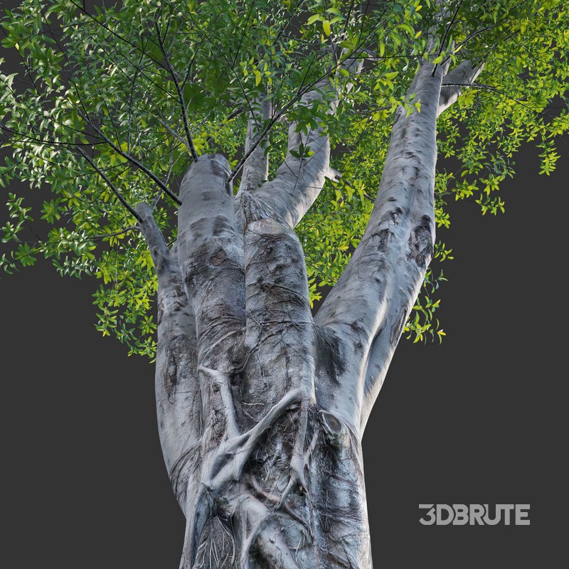 New Plant Ficus Concinna Bonsai Pruned12 3d model Buy Download 3dbrute