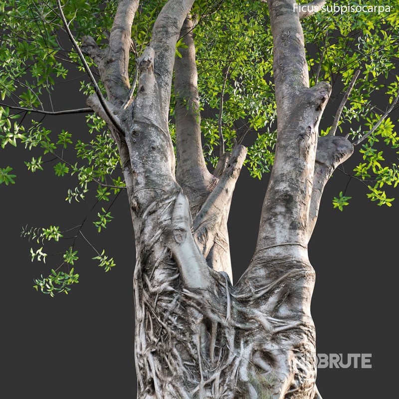 New Plant Ficus Concinna Bonsai Pruned16 3d model Buy Download 3dbrute
