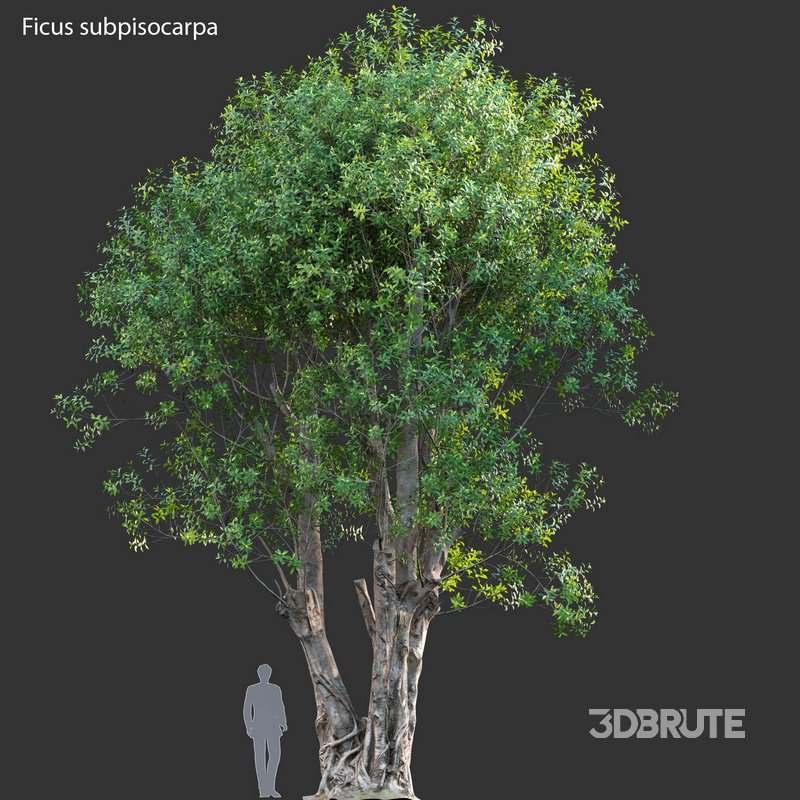 New Plant Ficus Concinna Bonsai Pruned16 3d model Buy Download 3dbrute