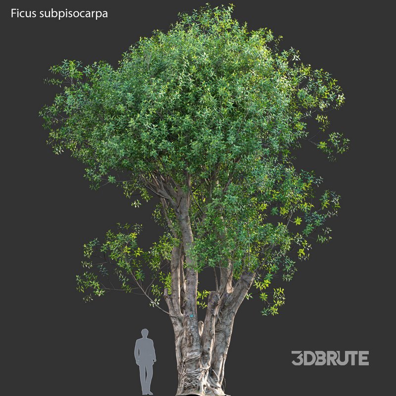 New Plant Ficus Concinna Bonsai Pruned16 3d model Buy Download 3dbrute