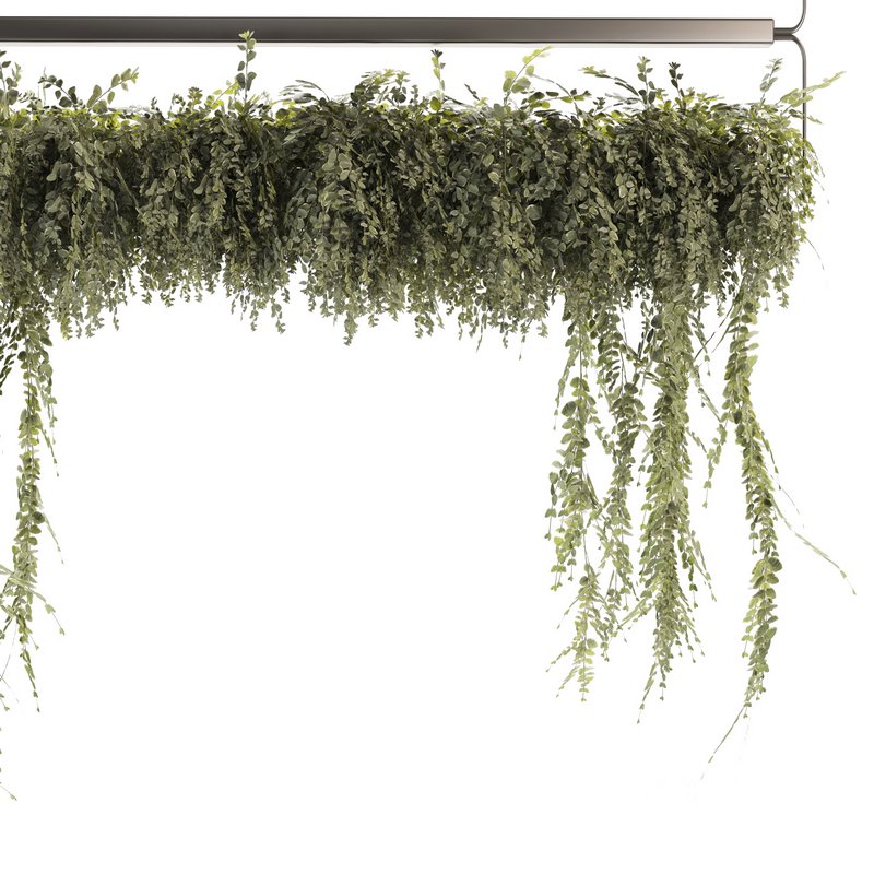 Indoor Plants-Ivy Plant-set-52 3d model 3dbrute