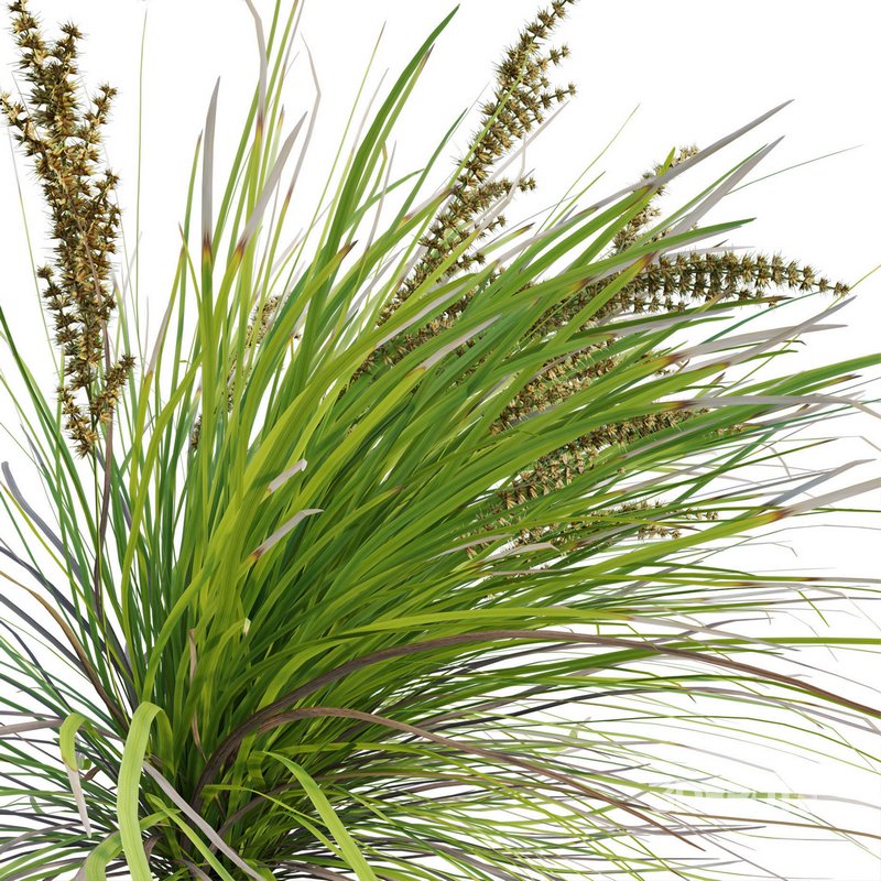 Lomandra Longifolia Nyalla - Mat Rush 02 3d model 3dbrute