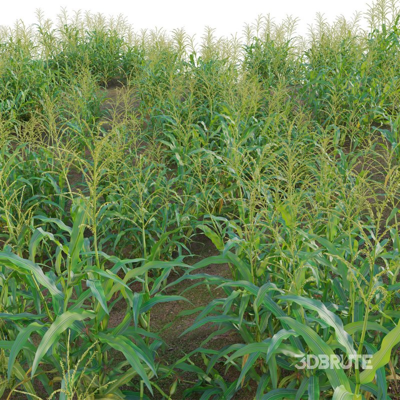 Maize - Zea mays - Corn 3d model Buy Download 3dbrute