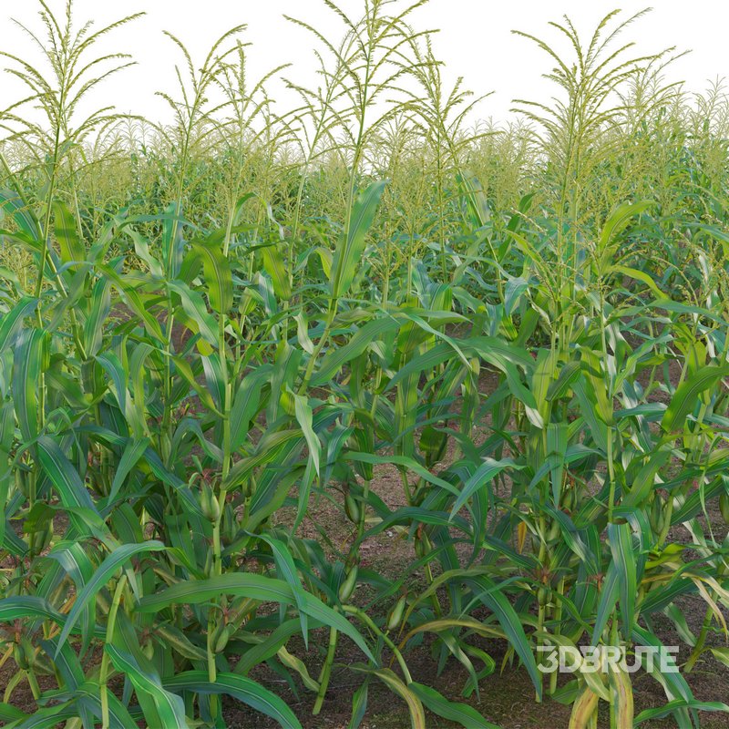 Maize - Zea mays - Corn 3d model Buy Download 3dbrute